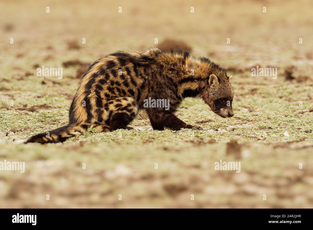 African civet hi-res stock photography and images - Alamy