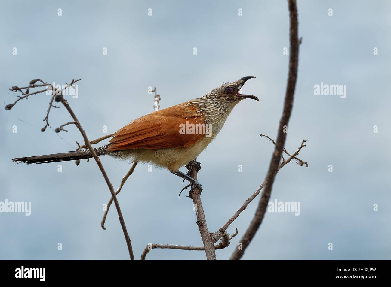 Cuculidae family hi-res stock photography and images - Alamy