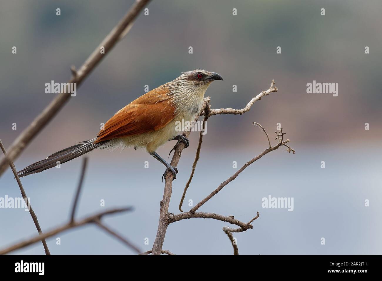 Cuculidae family hi-res stock photography and images - Alamy