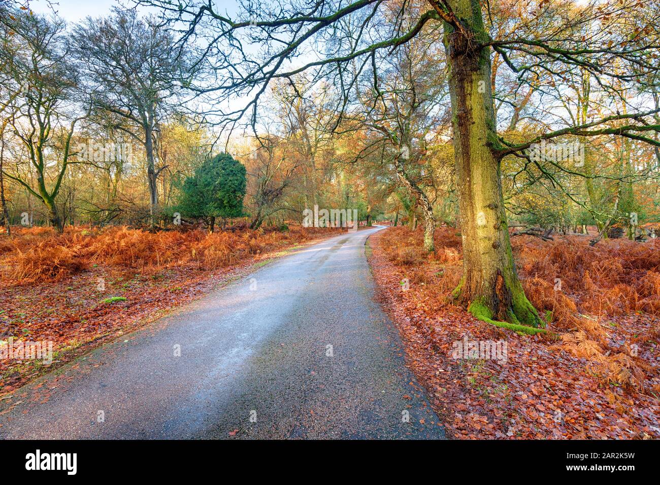 Autumn at the Bolderwood Arboretum Ornamental Drive near Lyndhurst in ...