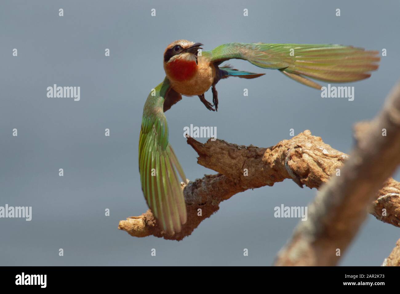 Carmine Bee Eater Africa Nest High Resolution Stock Photography and ...