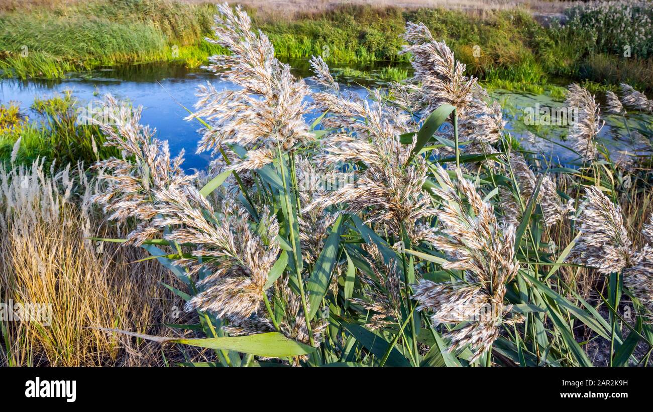 Nature landscape with river and cane grass on foreground Stock Photo ...