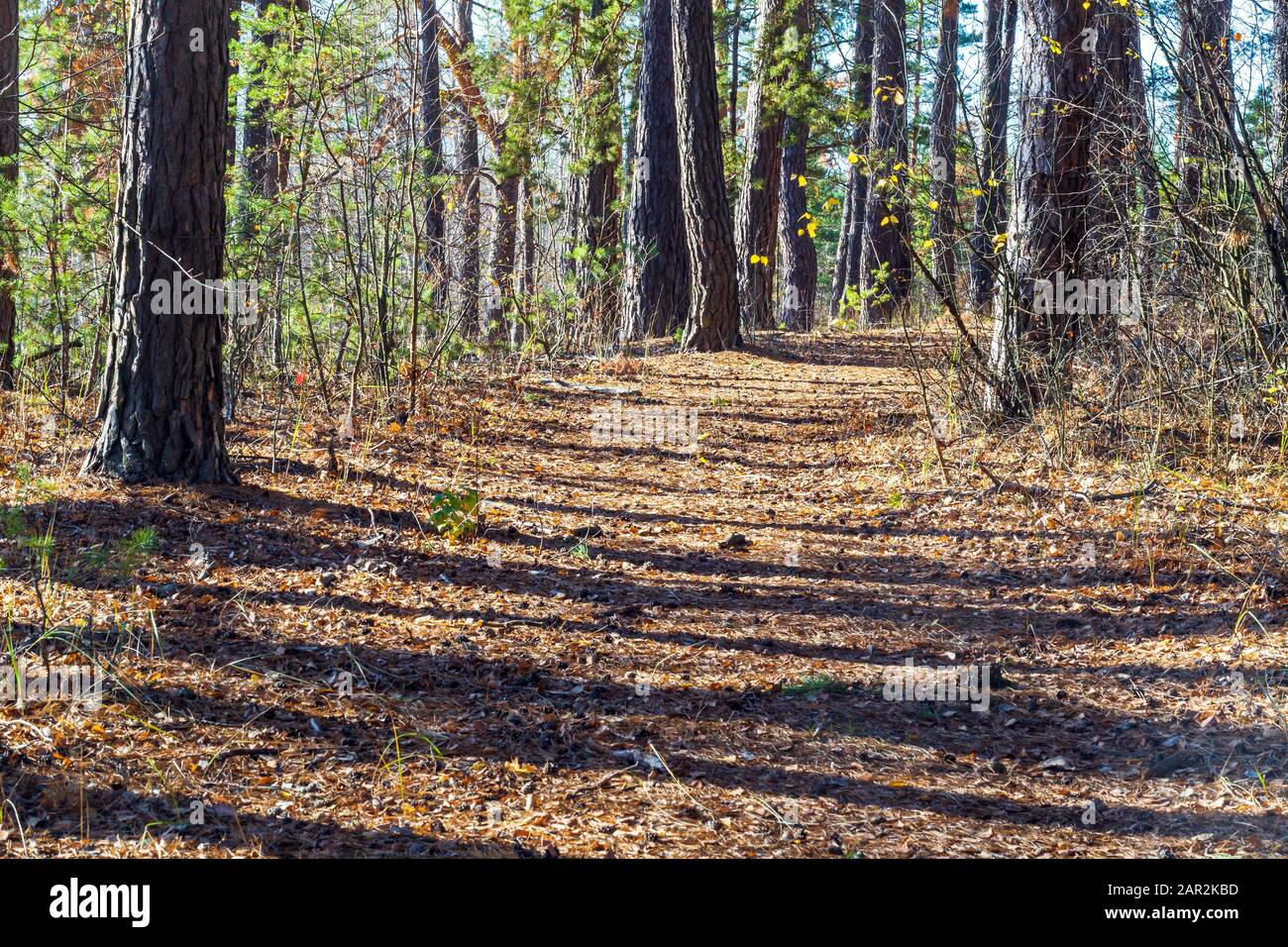 Landscape with forest and foot path Stock Photo - Alamy