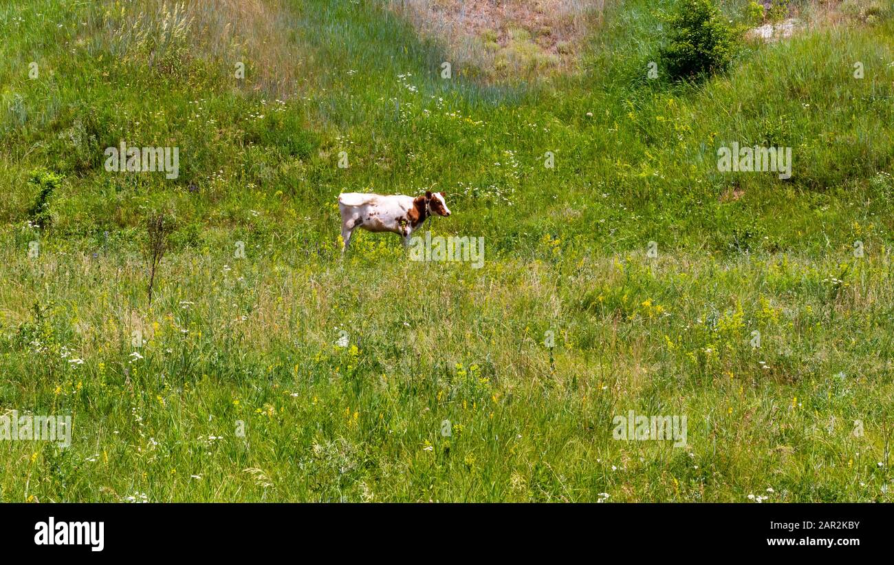 Nature meadow landscape with young heifer Stock Photo - Alamy