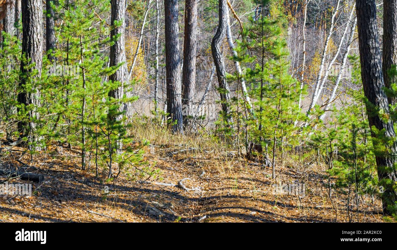 Autumn forest landscape with pine trees Stock Photo - Alamy