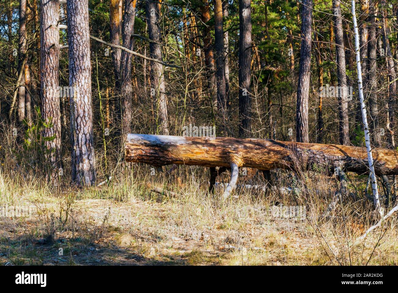 Forest landscape with sawn pine tree Stock Photo - Alamy