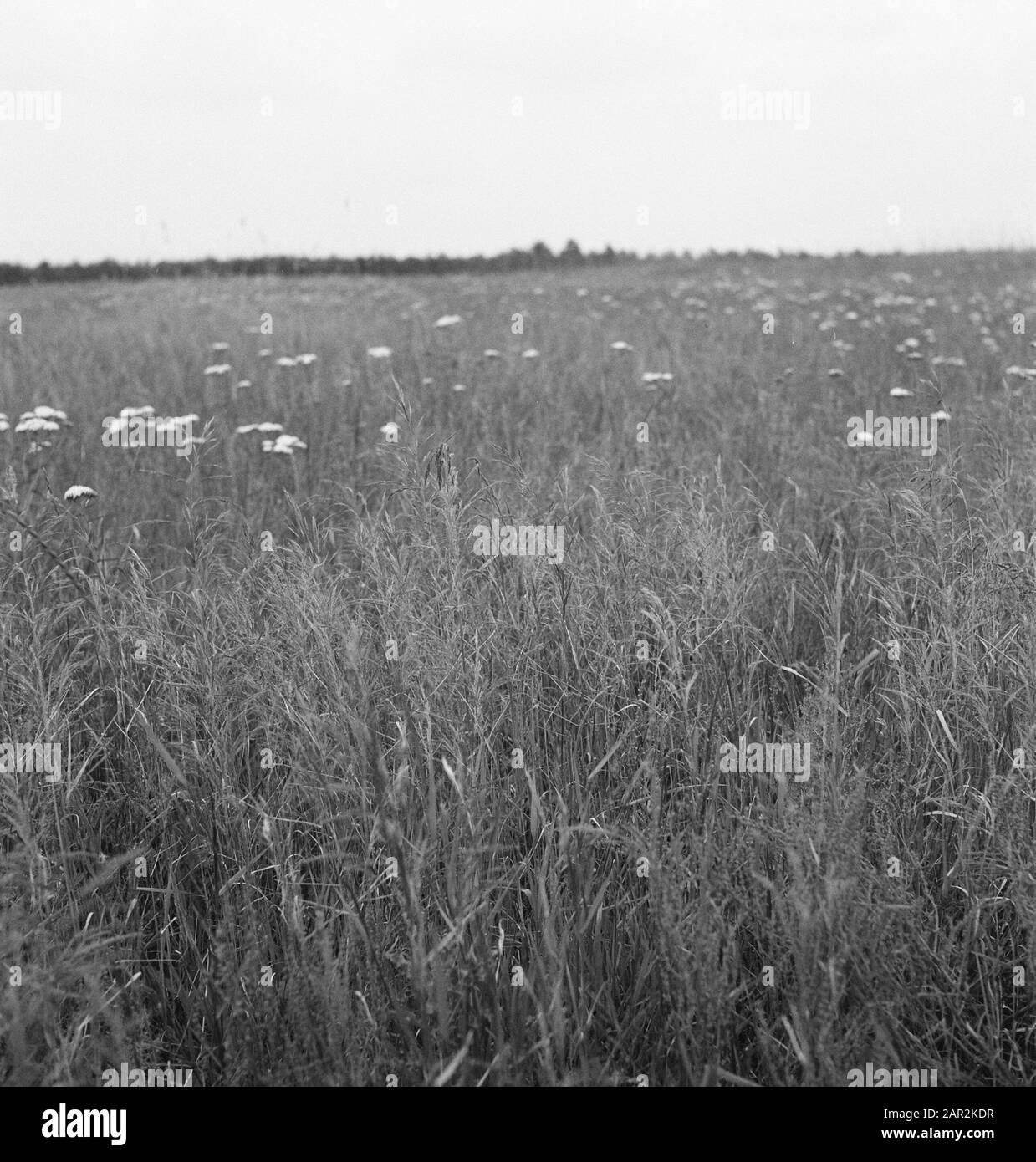 Grassen hi-res stock photography and images - Alamy