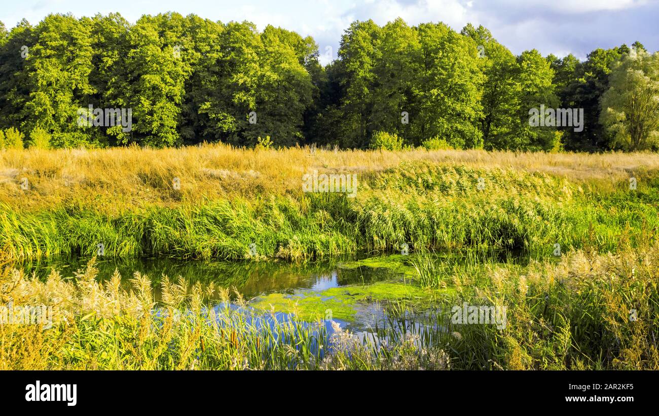 Nature landscape with small river and plants Stock Photo - Alamy