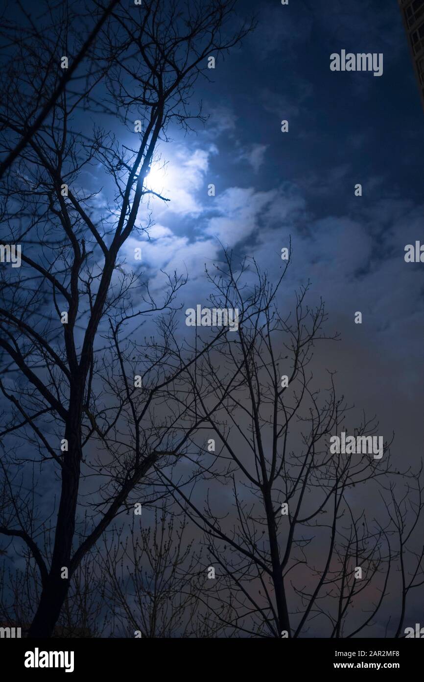 full moon behind tree branches in a blue night Stock Photo - Alamy