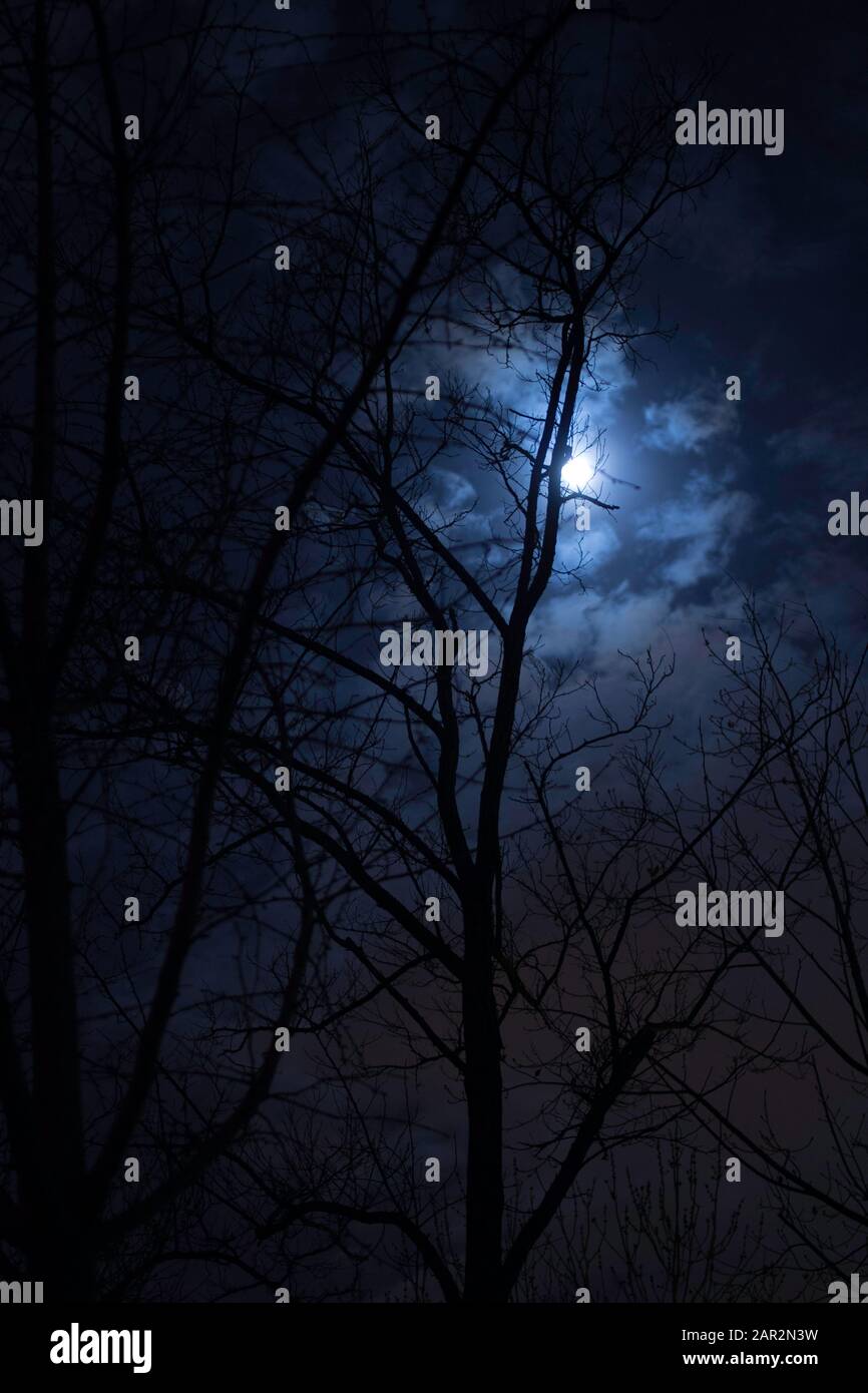 full moon behind tree branches in a blue night Stock Photo - Alamy