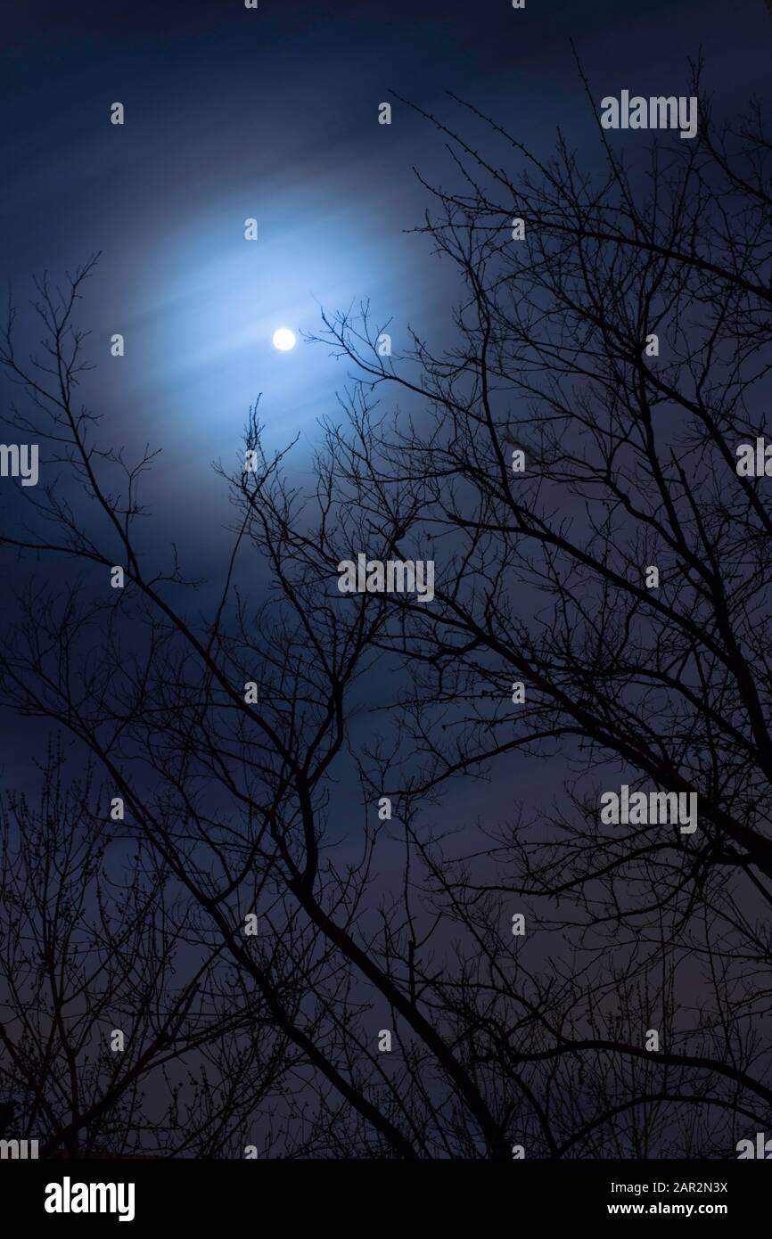 Full moon behind winter trees hi-res stock photography and images - Alamy