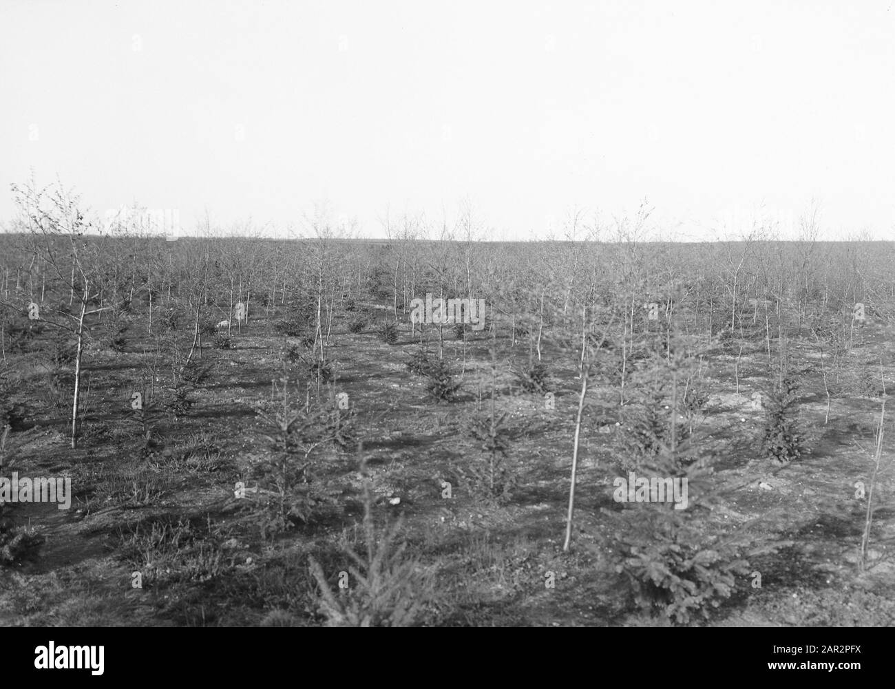 Larch plantations larch plantations Black and White Stock Photos ...