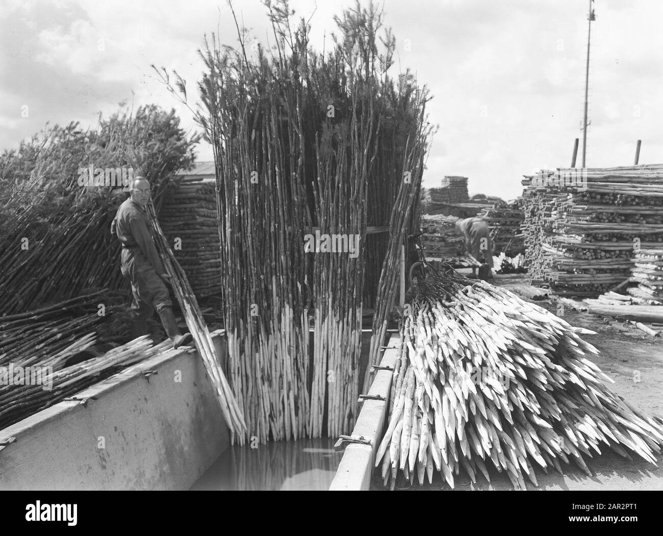 woolmanising, woolmaniseerbins, bonestokken, workers Date: undated ...