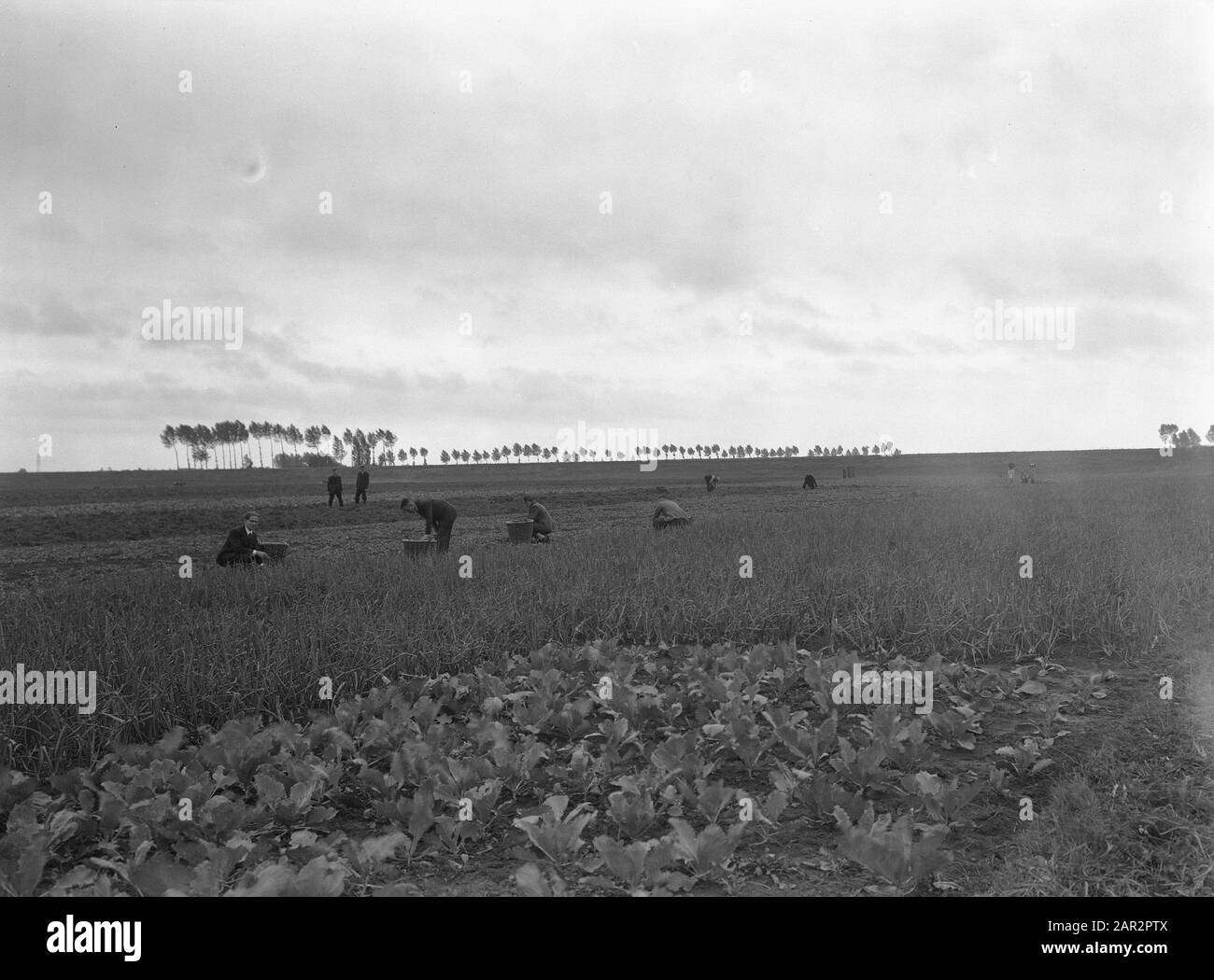 pulling plants from sowing beds Date: undated Location: Malburgen ...