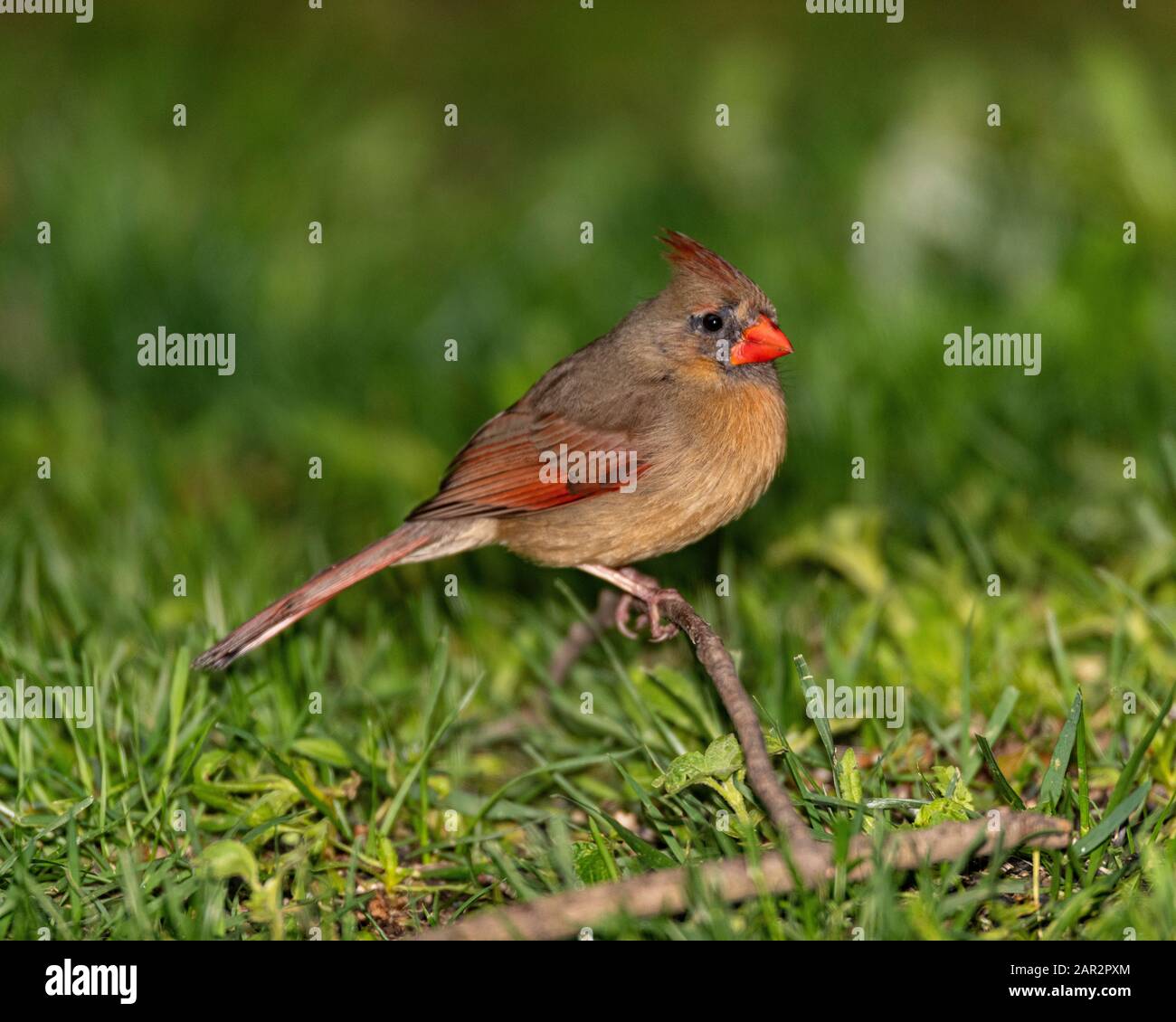 Female Northern Cardinal Stock Photo - Alamy