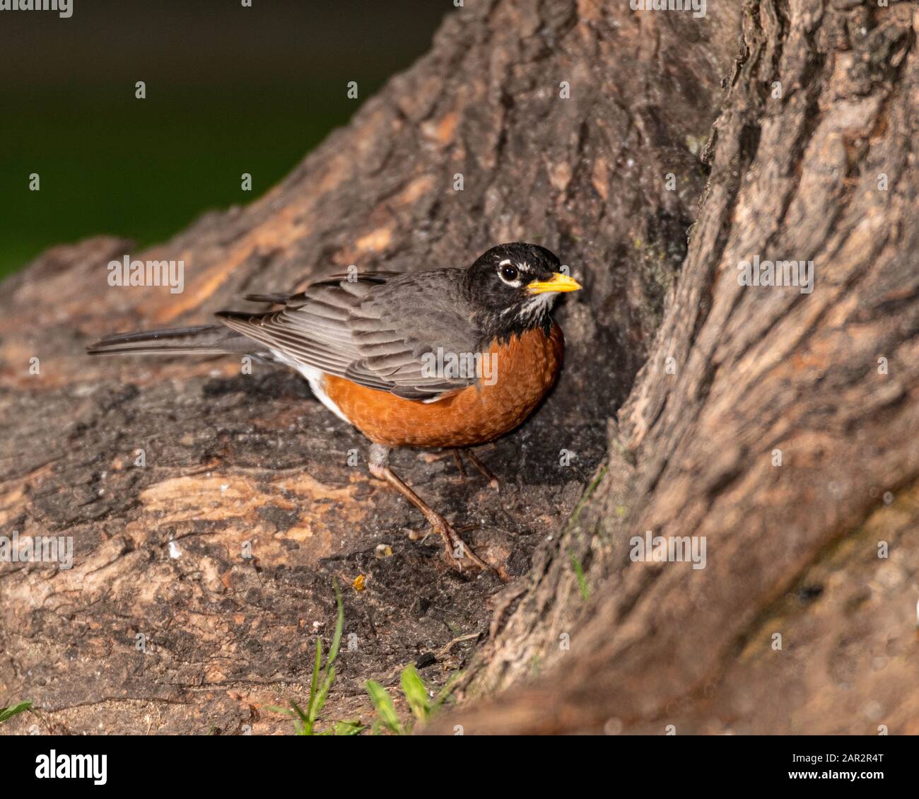 American robin spring hi-res stock photography and images - Alamy