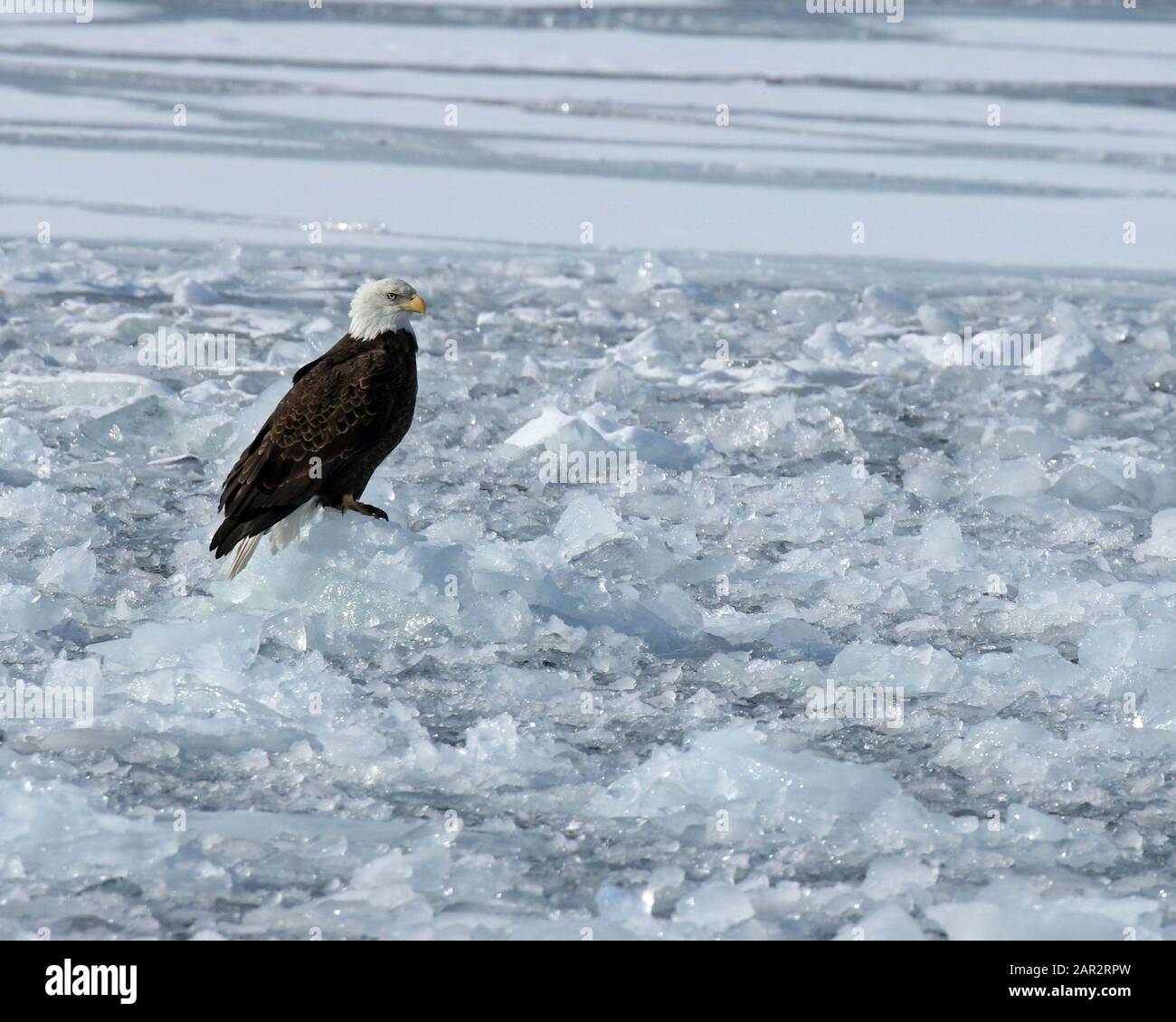 Bald eagle ice hi-res stock photography and images - Alamy