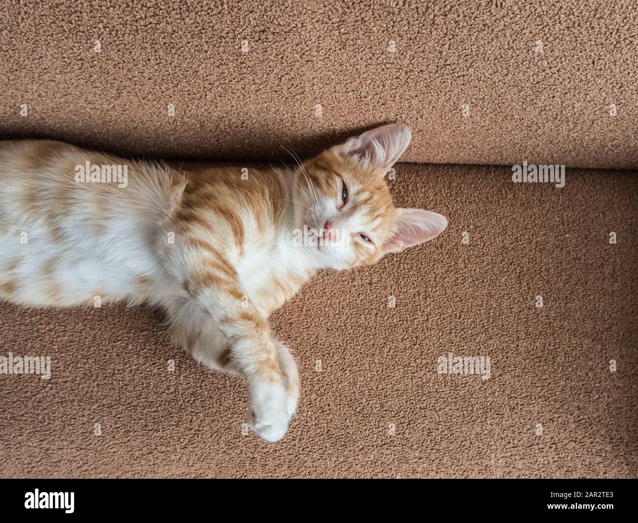 Beautiful little red cat lying Stock Photo - Alamy