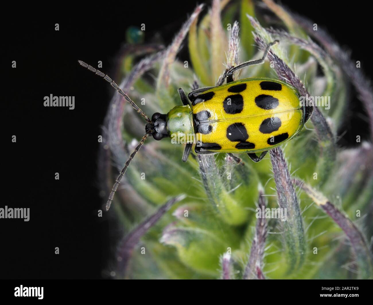 Spotted cucumber beetle (Diabrotica undecimpunctata) in Washington ...
