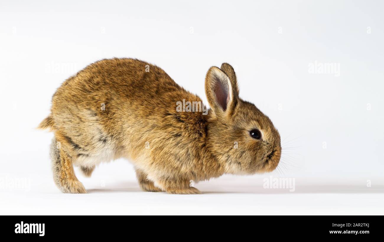 gray rabbit runs on a white background Stock Photo - Alamy