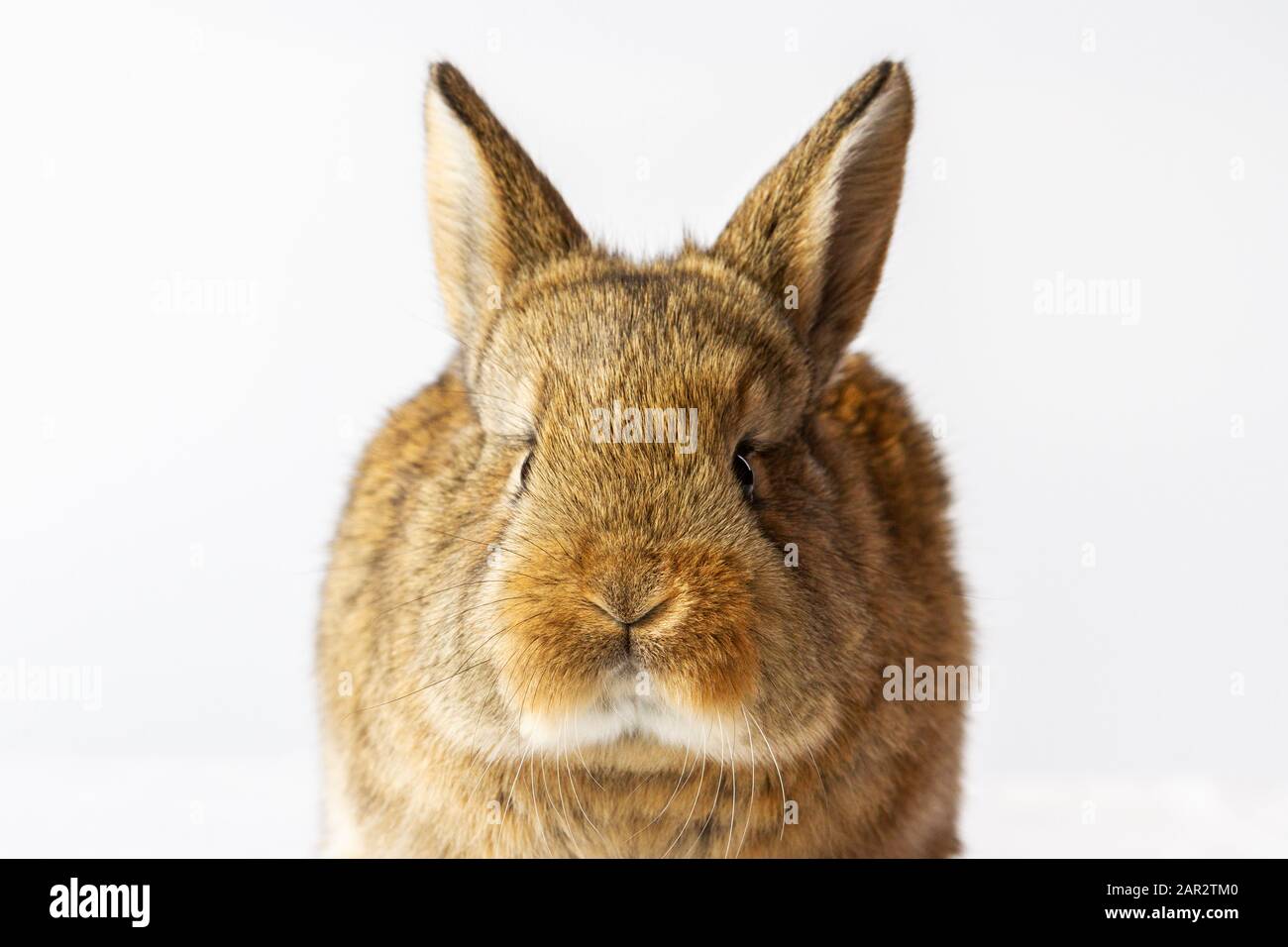 Close up cute domestic rabbit hi-res stock photography and images - Alamy