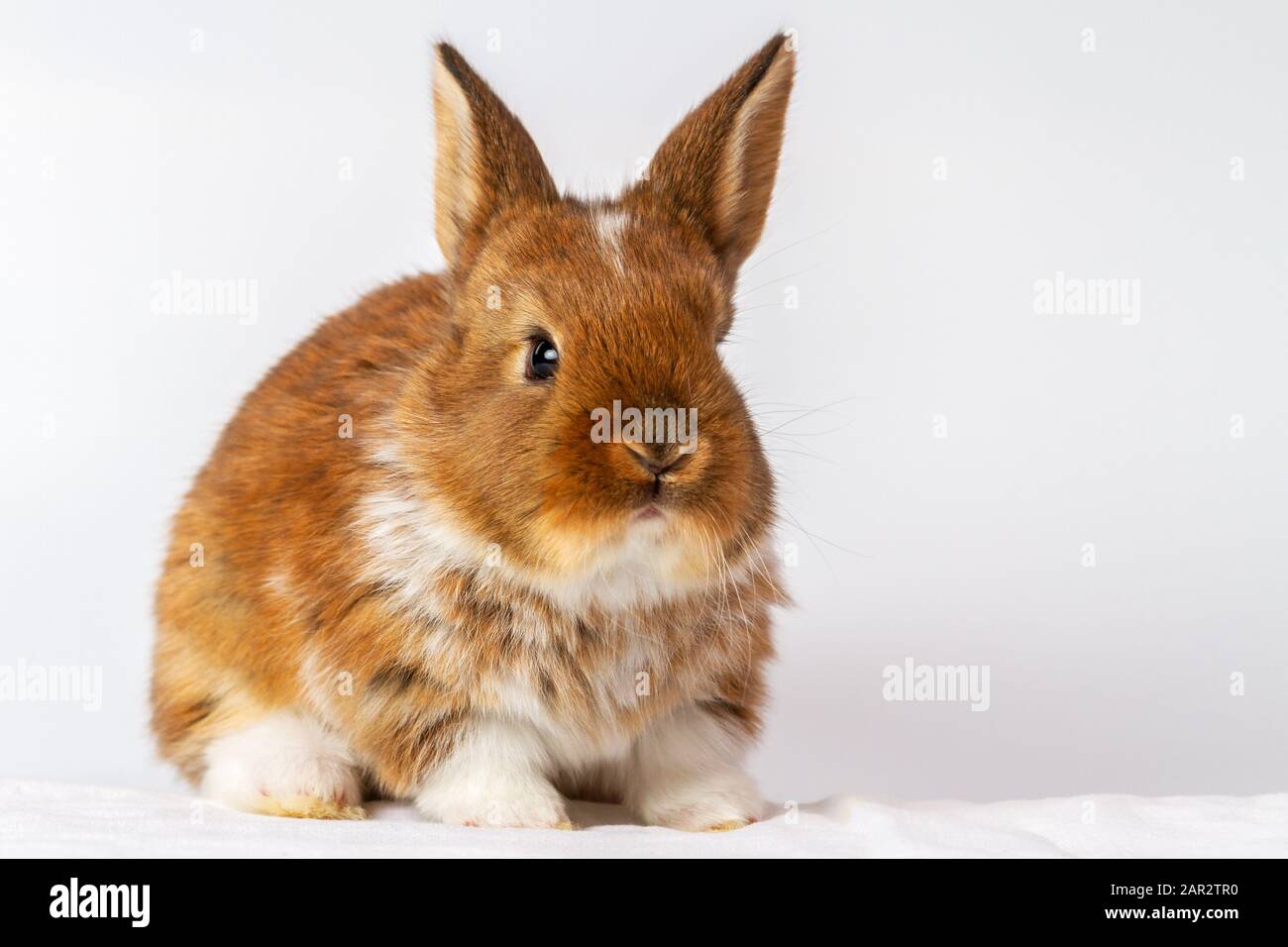 red rabbit with a fluffy nose on a white background Stock Photo - Alamy