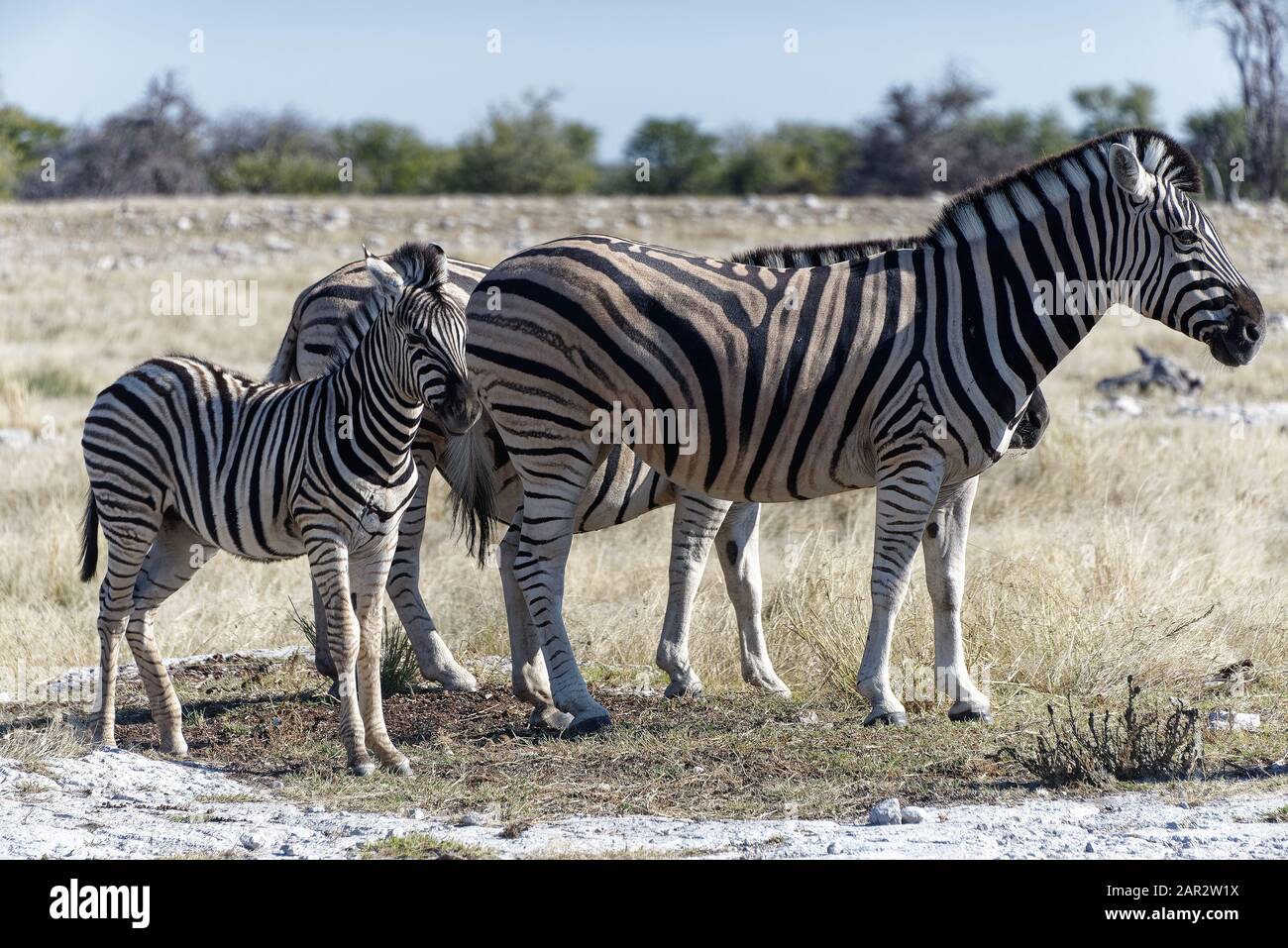 A baby zebra with its mother on Etosha's savanna. A zebra mother and ...