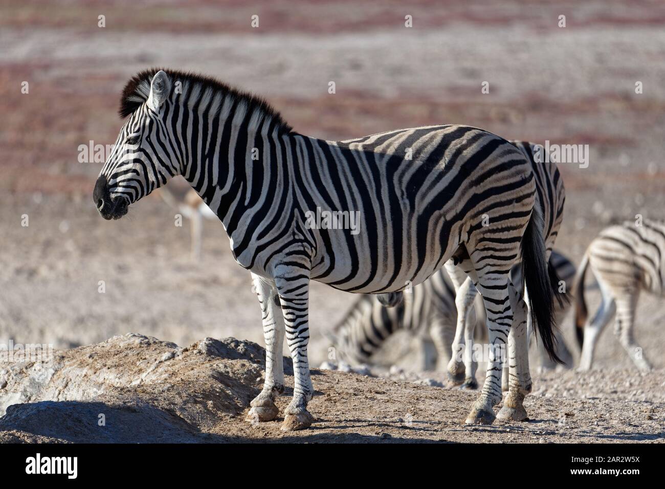 Zebra forelock hi-res stock photography and images - Alamy