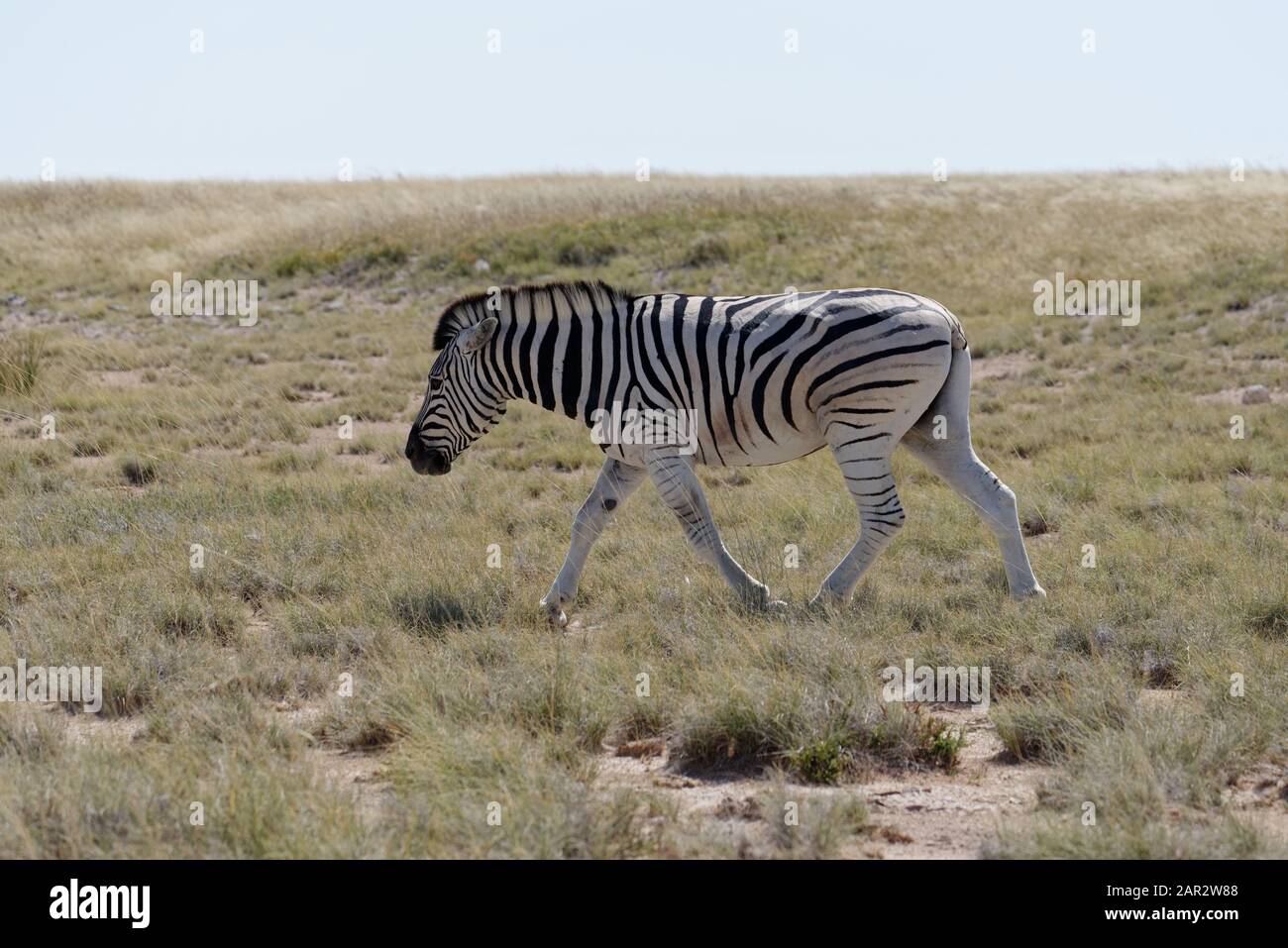 Zebra horse cross hi-res stock photography and images - Alamy