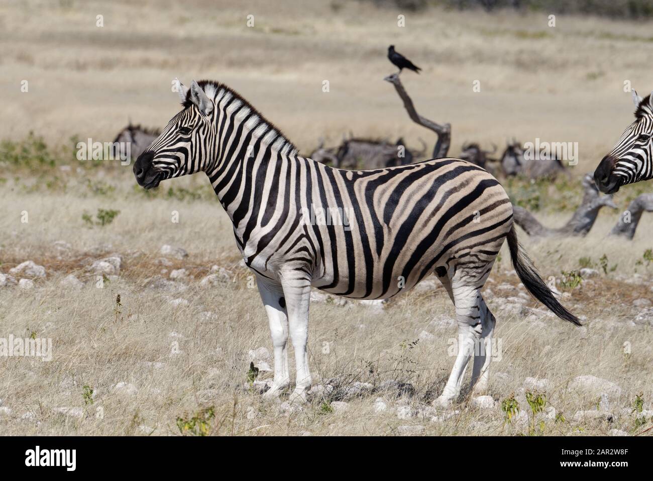An adult zebra stands proudly on the savanna Stock Photo - Alamy