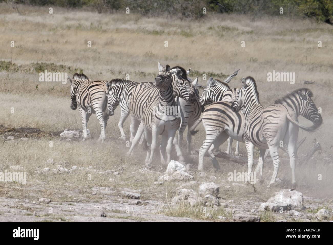 Two zebras are fighting in amongst the herd Stock Photo - Alamy