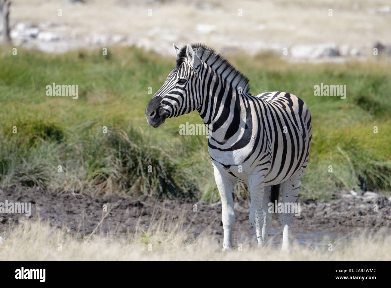 African plain and zebra hi-res stock photography and images - Alamy