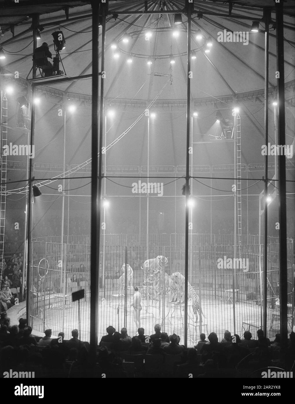 Tiger cage hi-res stock photography and images - Alamy