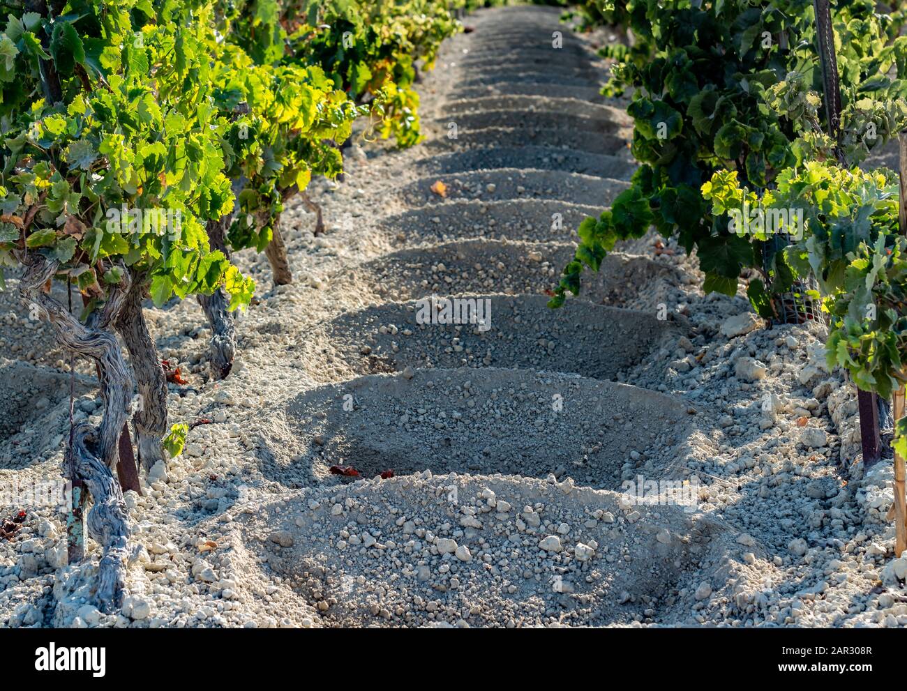 Palomino fino grapes hi-res stock photography and images - Alamy