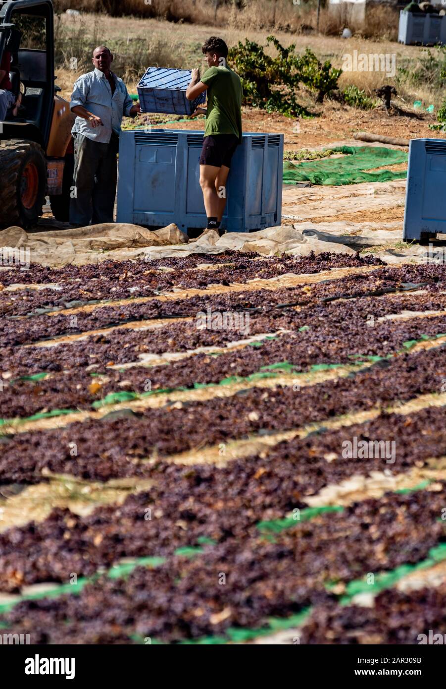 Traditional drying of sweet wine pedro ximenez grapes under hot sun on ...