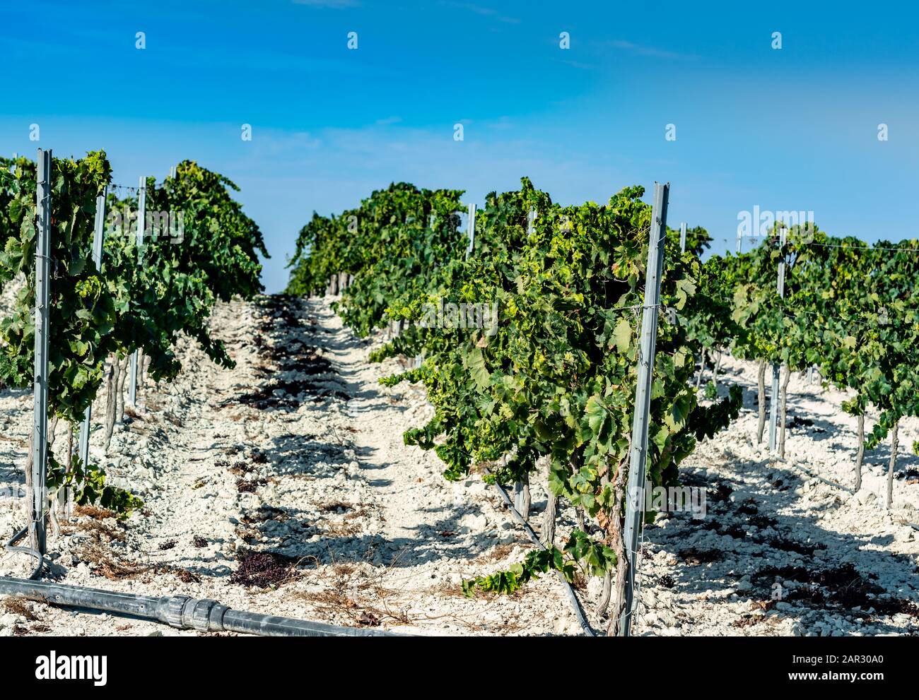 Palomino fino grapes hi-res stock photography and images - Alamy