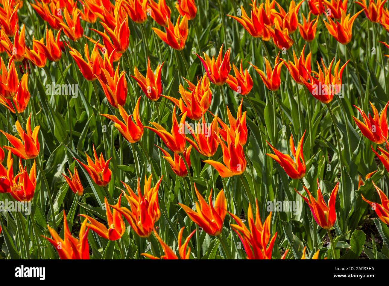 Beautiful red yellow tulip flowers of special (kind, variety) breed ...