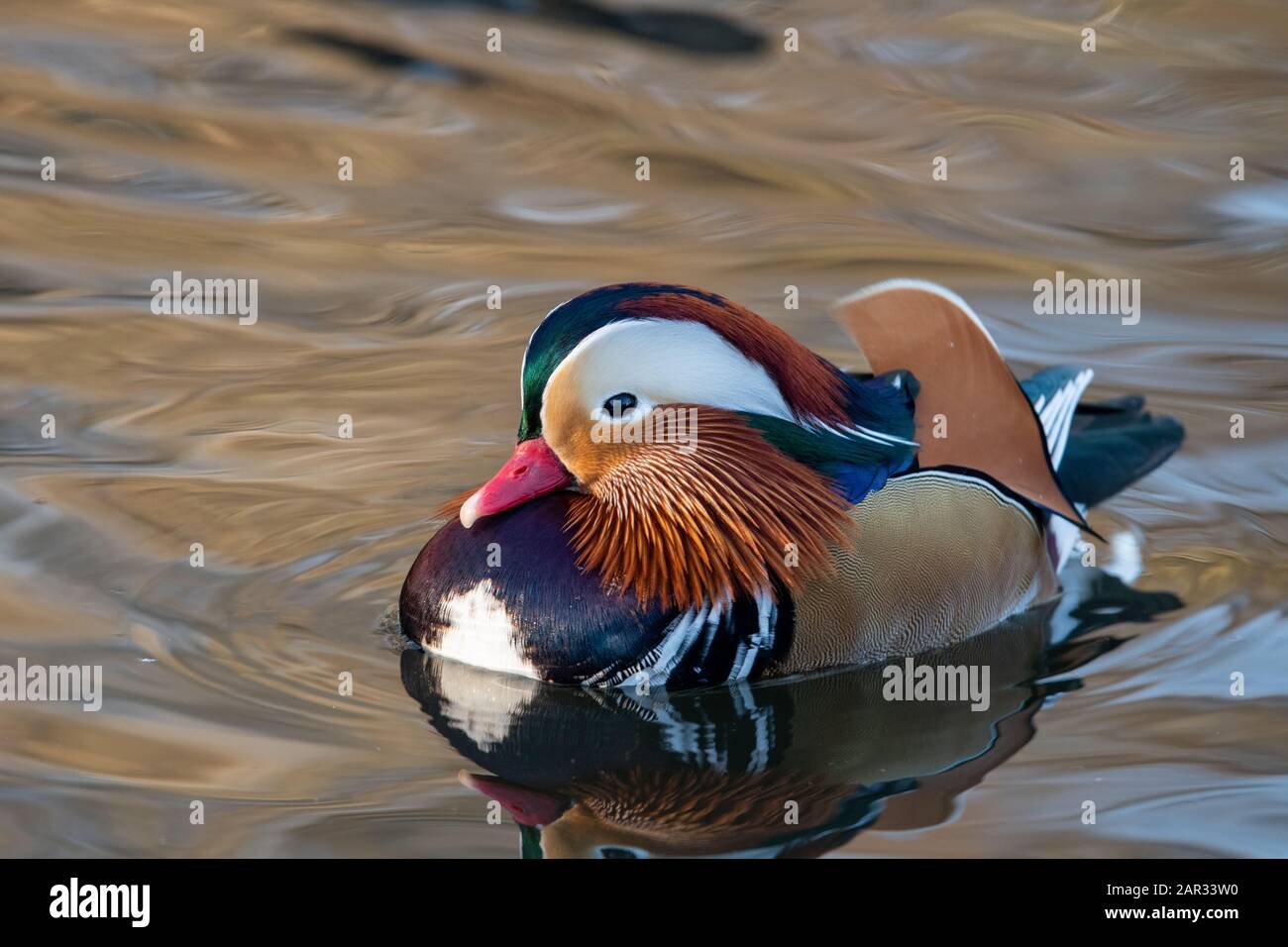 Mandarin Duck, (Aix galericulata) male Stock Photo - Alamy