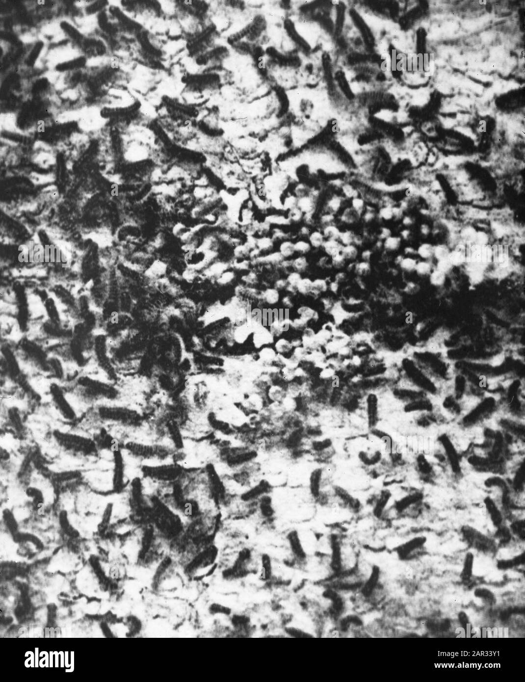 Biological name Black and White Stock Photos & Images - Alamy