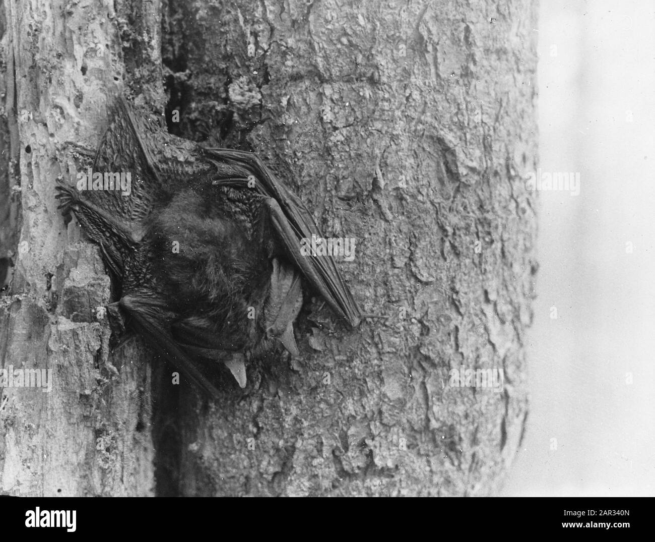 Classification of mammals Black and White Stock Photos & Images - Alamy