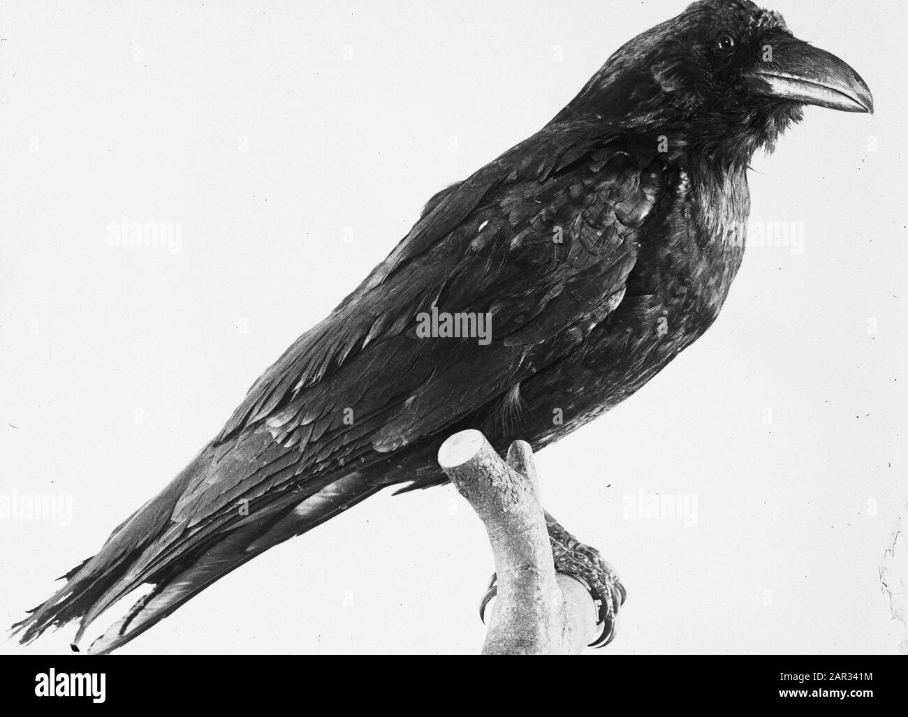 birds, raven Date: undated Keywords: birds Person name: raven Stock ...