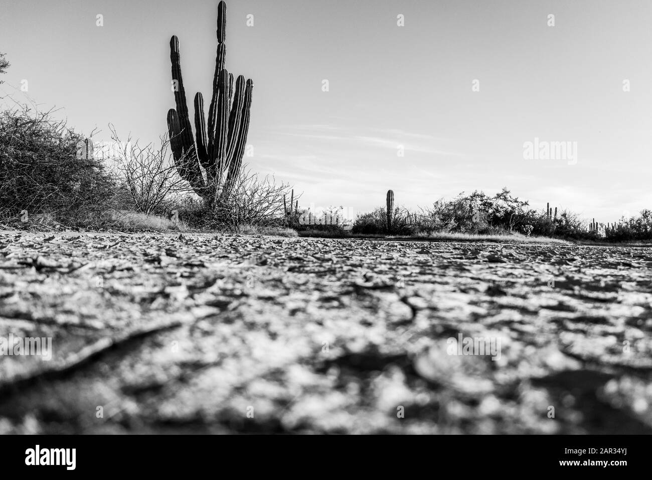 Matorral árido hi-res stock photography and images - Alamy