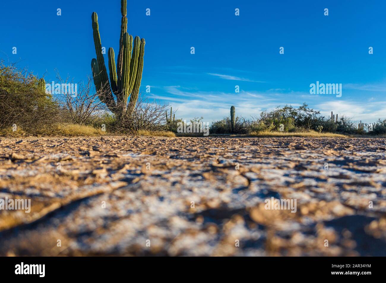 Matorral árido hi-res stock photography and images - Alamy