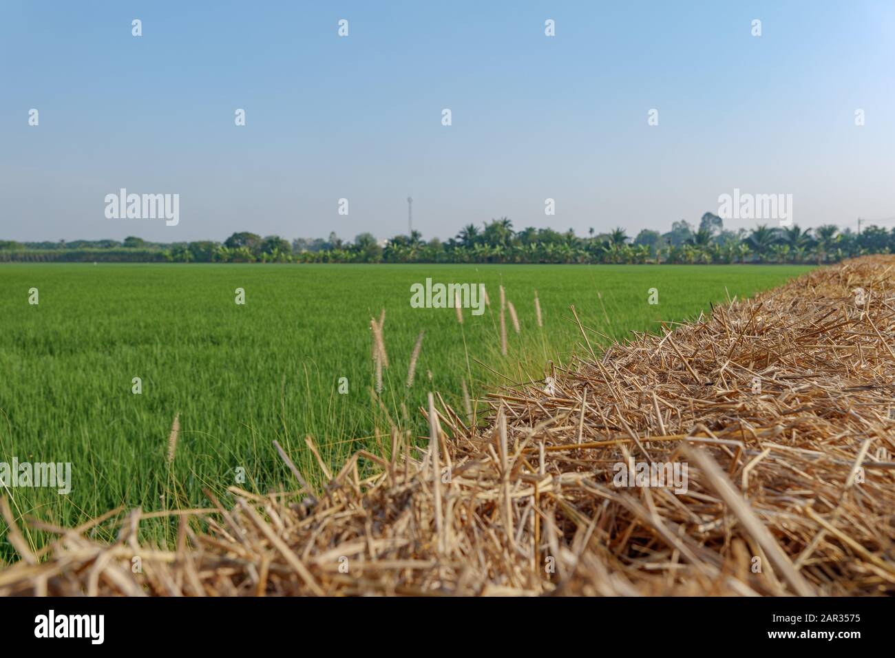 Close up view over heap of stack, hay or rick, and background of green ...