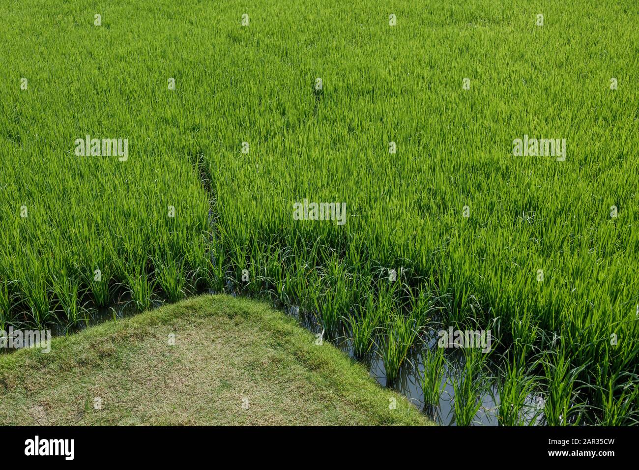 Top or aerial close up view over green paddy field or rice farm with ...