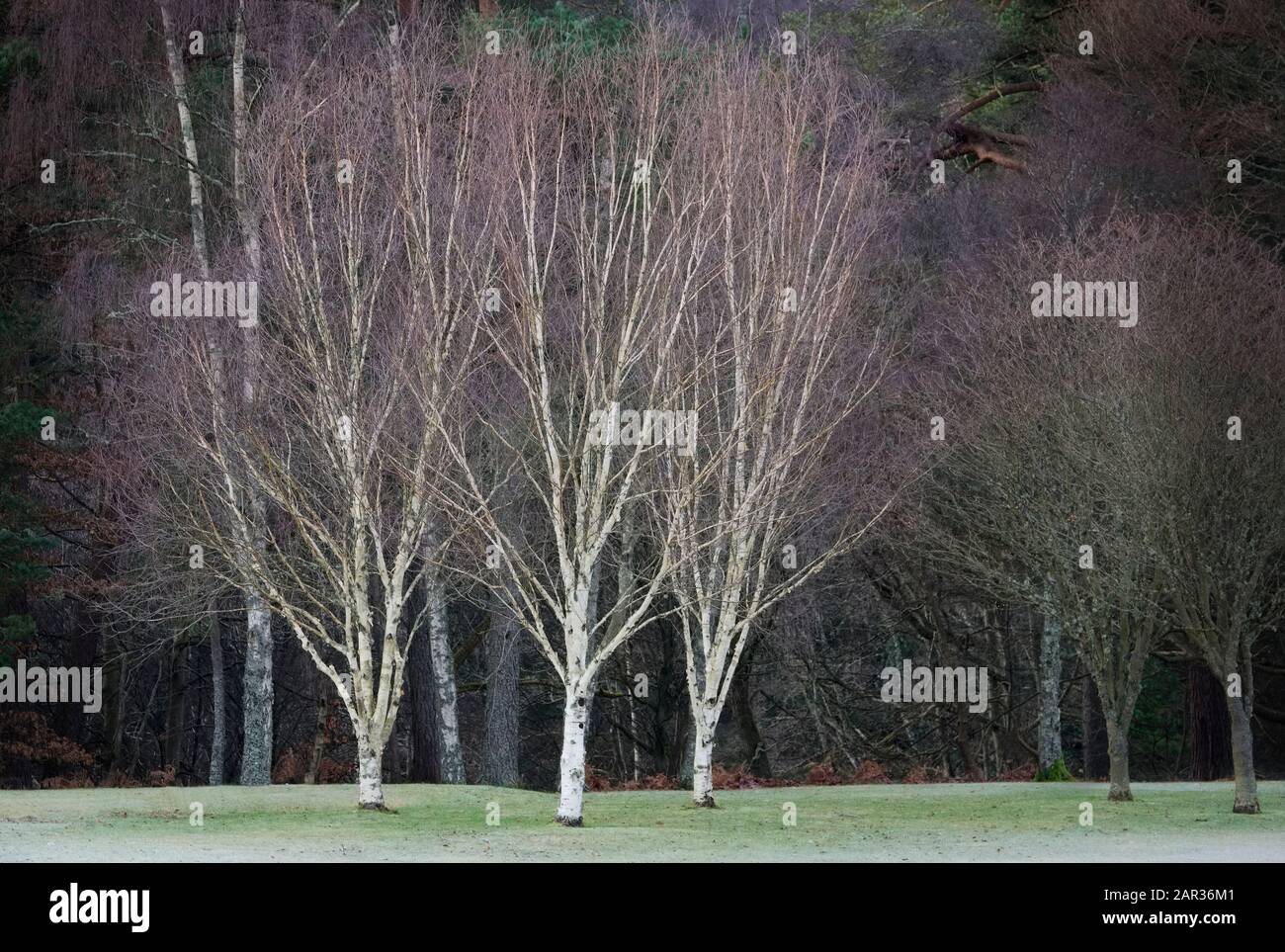 Silver trunks hi-res stock photography and images - Alamy
