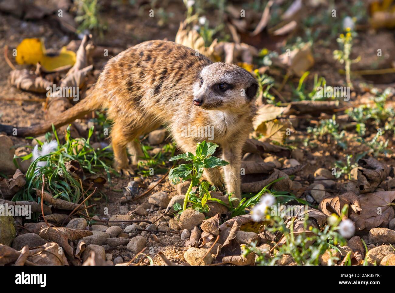 African native animal hi-res stock photography and images - Alamy
