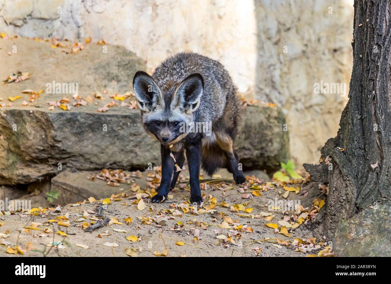 Bat-eared fox (Otocyon megalotis) in natural habitat. Wildlife and ...