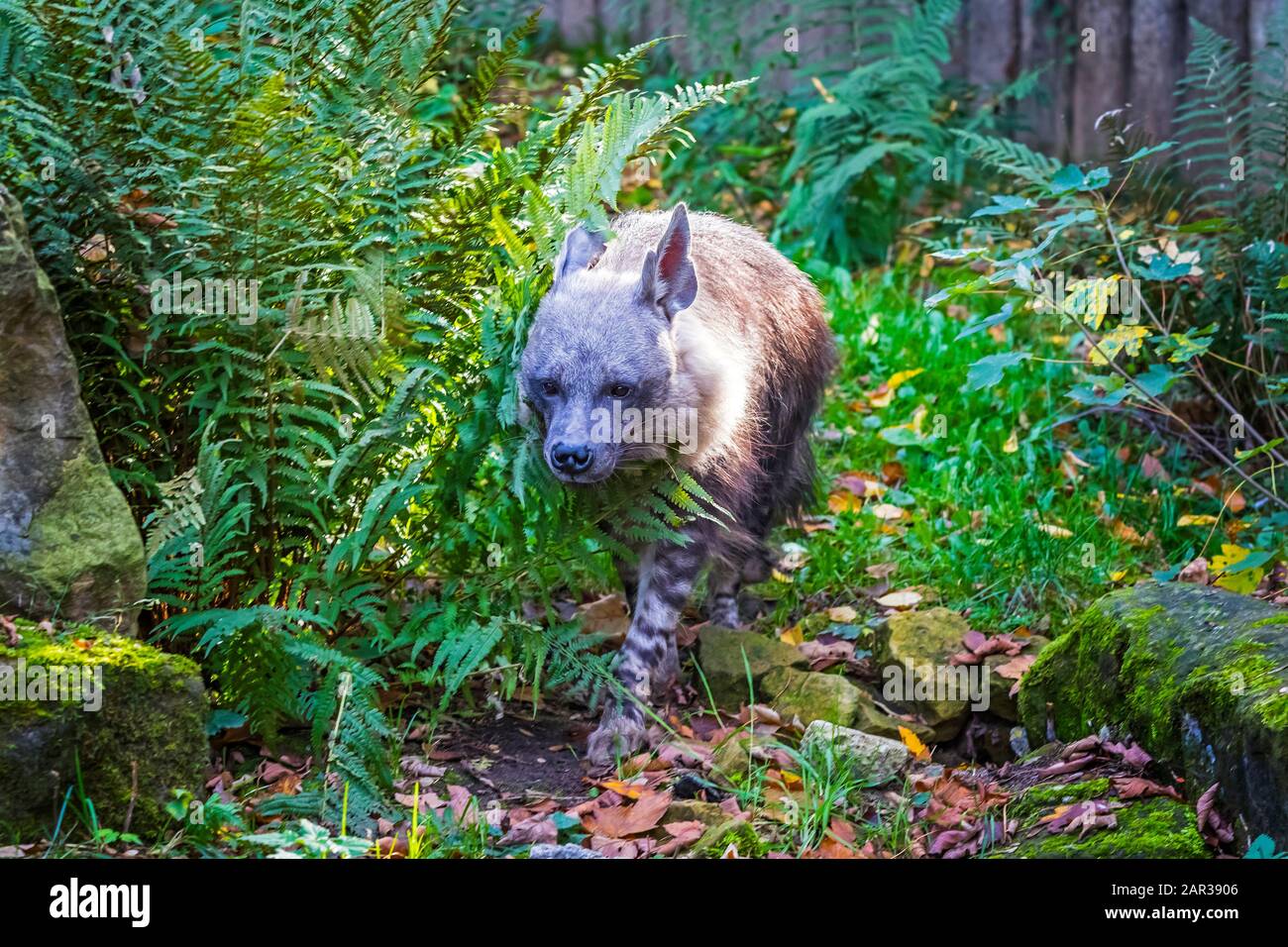 The brown hyena (Hyaena brunnea), also called strandwolf. Currently it ...