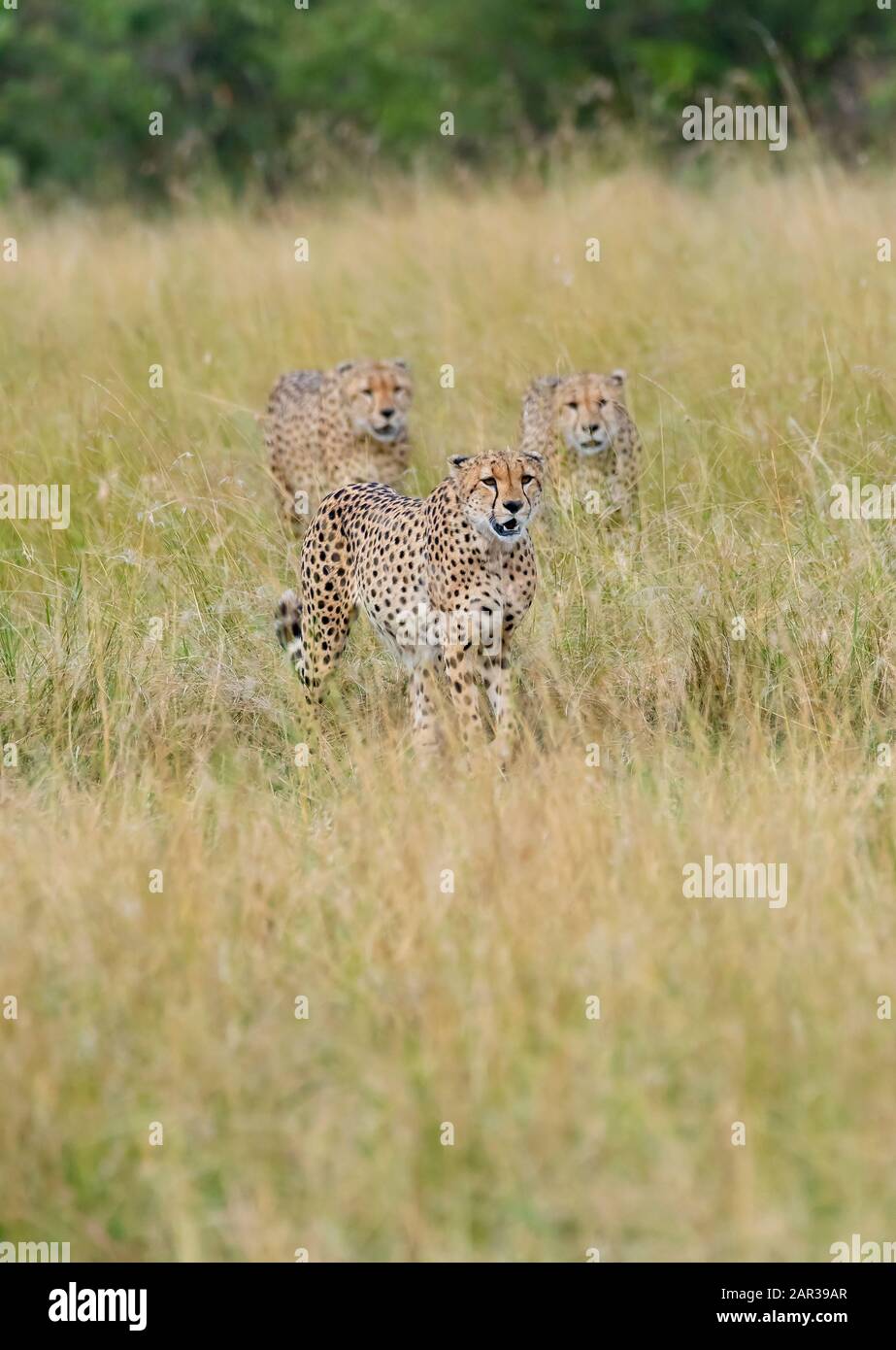 A cheetah coalition of five brothers walking in the plains of africa ...
